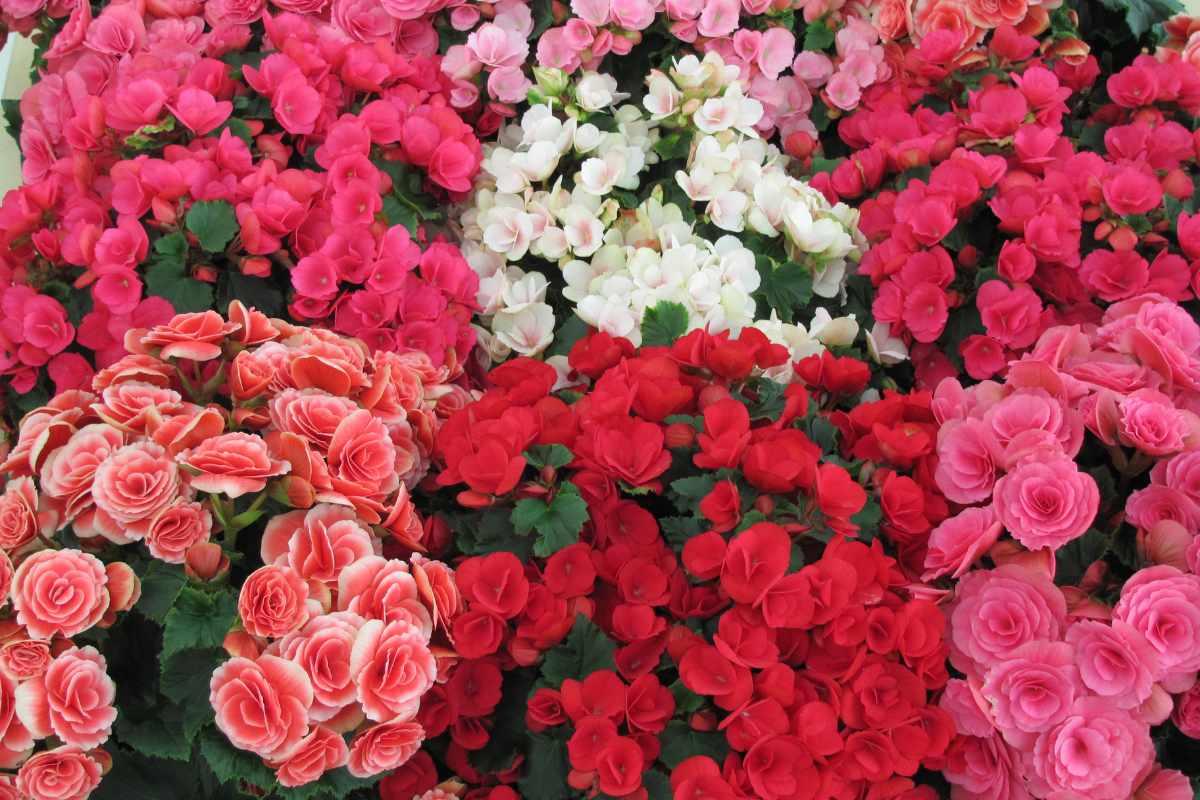The Top Best Begonia Varieties for Every Garden