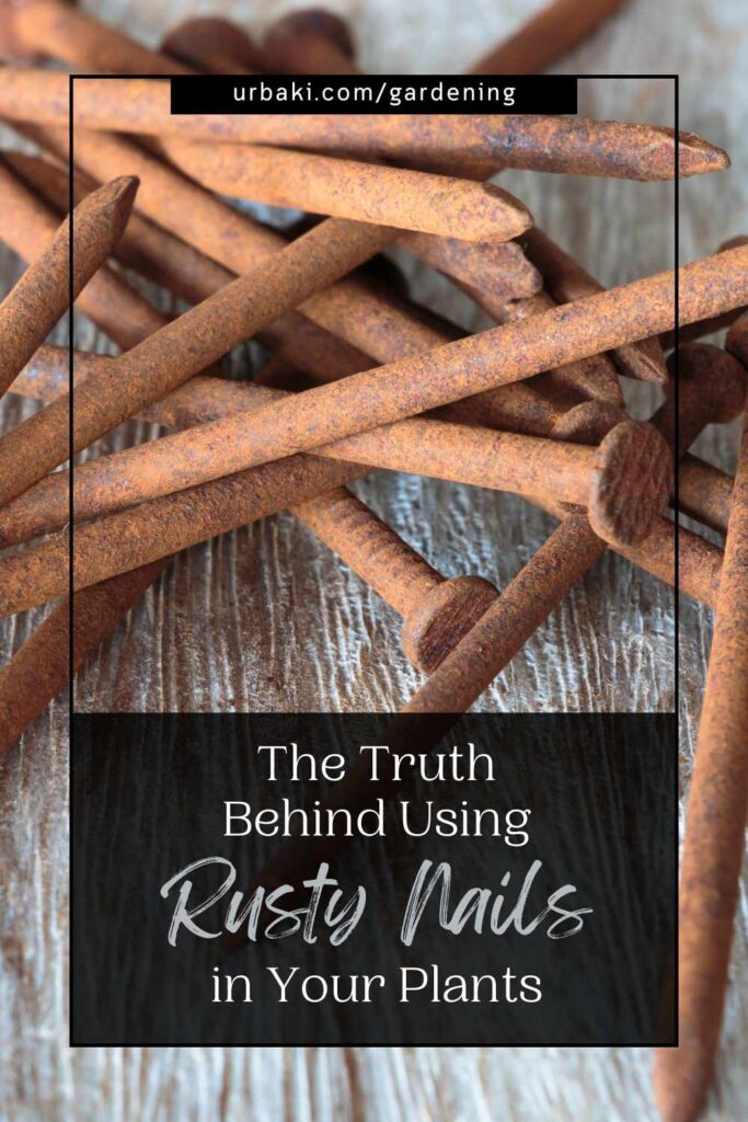 The Truth Behind Using Rusty Nails in Your Plants