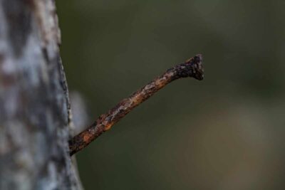 The Truth Behind Using Rusty Nails in Your Plants