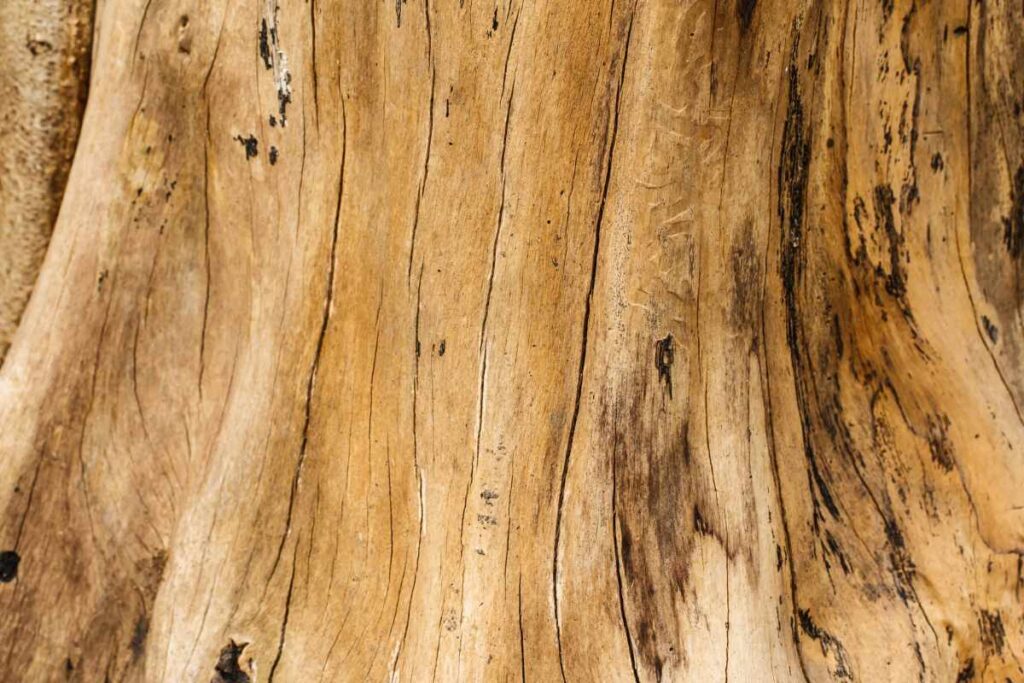 Sandalwood Tree Grow & Care: Tips for Success