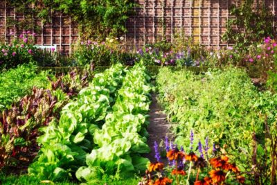Year-Round Harvest - How to Plan Crop Rotation