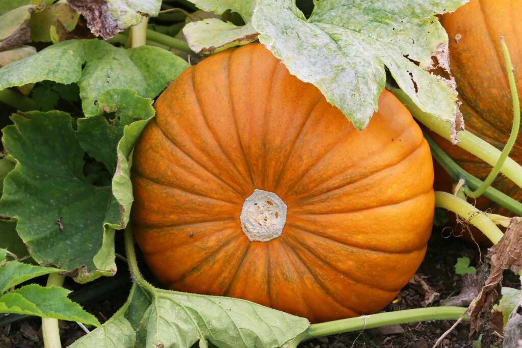The Best Tips for Styling Your Garden with Pumpkins