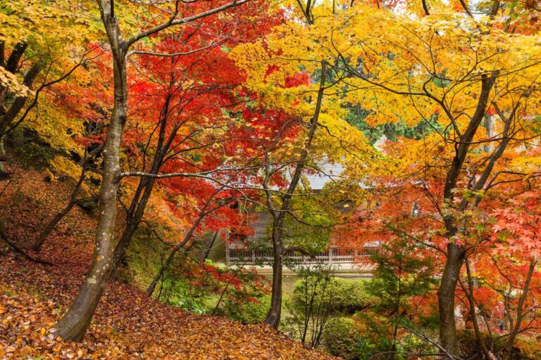 6 Spectacular Autumn Plants to Transform Your Garden