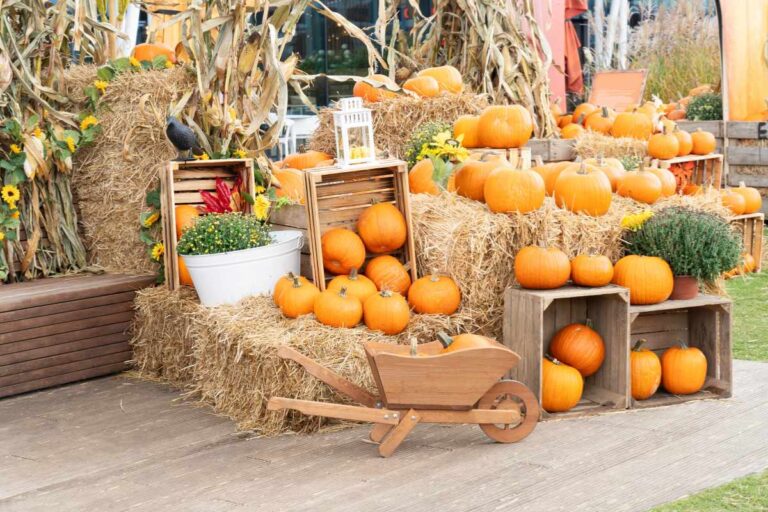 The Best Tips for Styling Your Garden with Pumpkins