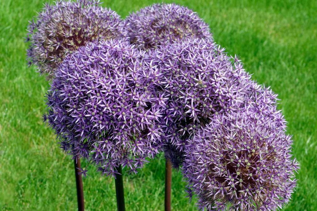 Top 6 Rodent Repellent Plants for Any Garden