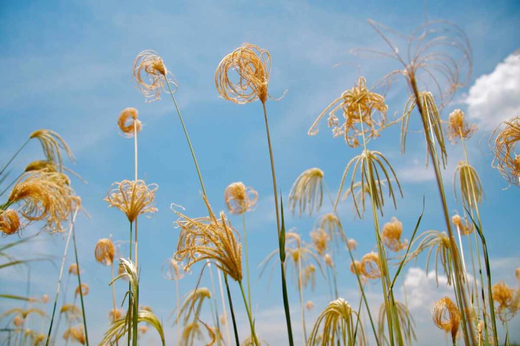 Maiden Grass - The Easiest Ornamental Grass to Grow