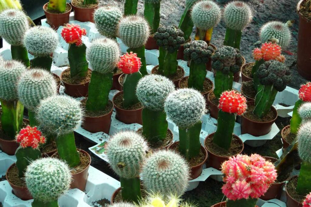 Colorful Celestial Wonders: Exploring Moon Cacti