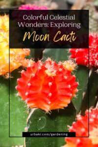 Colorful Celestial Wonders: Exploring Moon Cacti