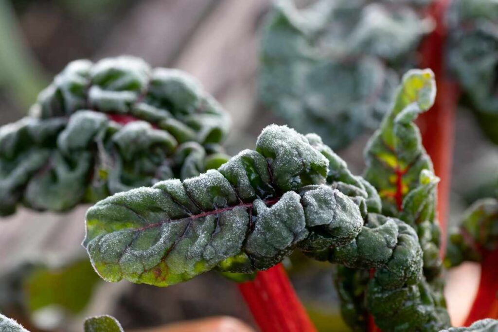 Frost Damage in Fall Gardens - Prevention & Solutions