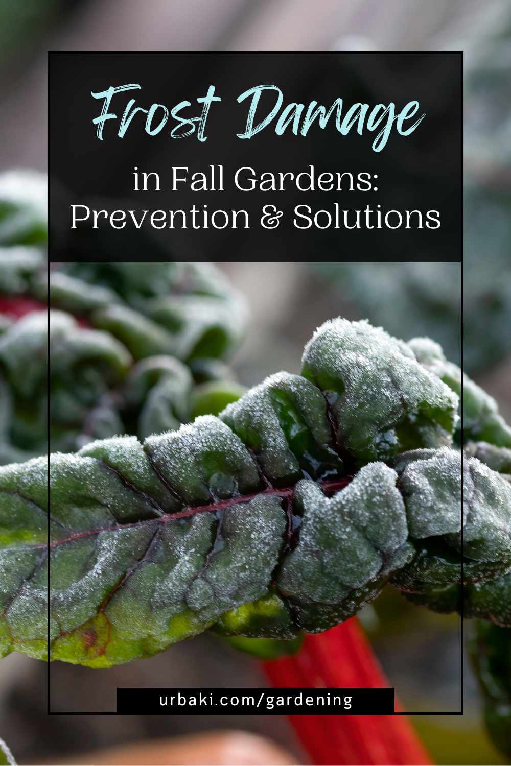 Frost Damage in Fall Gardens - Prevention & Solutions