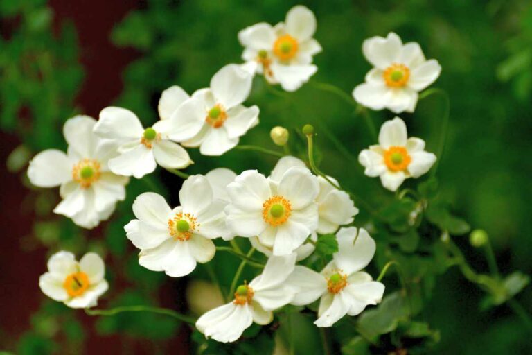 Growing and Caring for Japanese Anemone