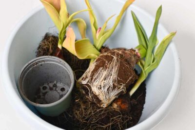 Root-Bound Plants: How to Spot and Fix Them