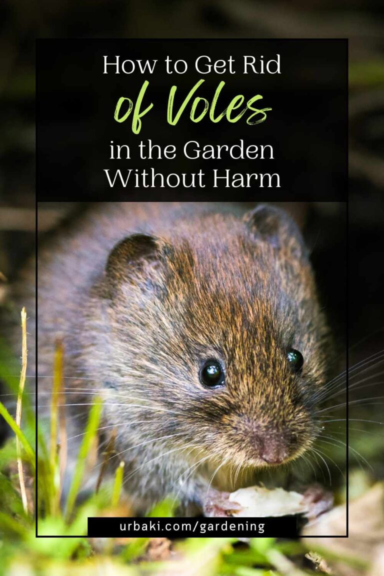 How to Get Rid of Voles in the Garden Without Harm