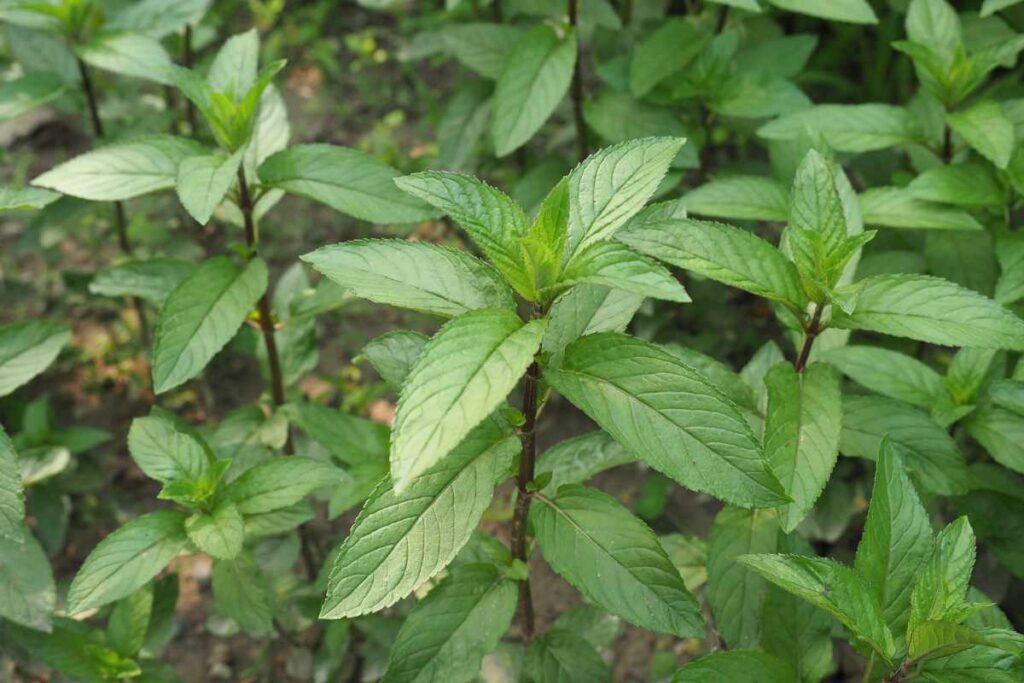 Top 6 Rodent Repellent Plants for Any Garden