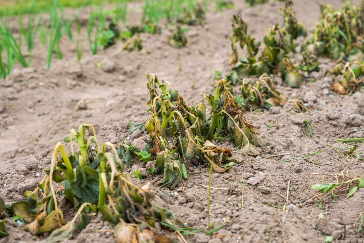 Frost Damage in Fall Gardens - Prevention & Solutions