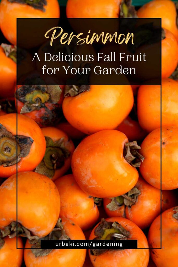 Persimmon - A Delicious Fall Fruit for Your Garden