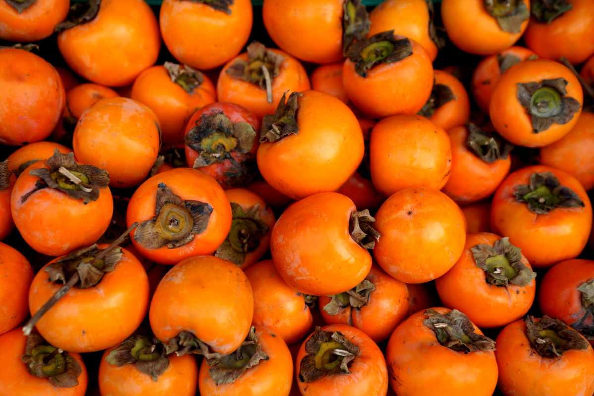 Persimmon - A Delicious Fall Fruit for Your Garden