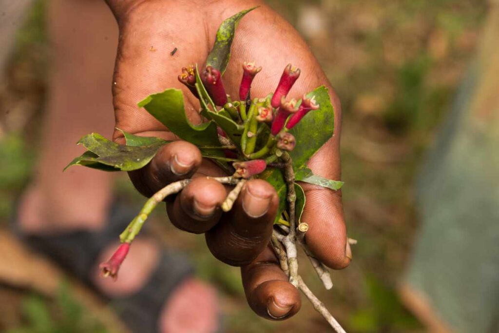 Growing Cloves - A Complete Guide for Your Garden