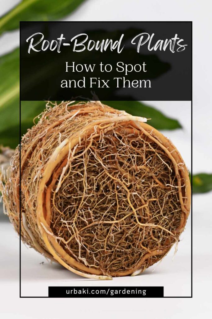 Root-Bound Plants: How to Spot and Fix Them