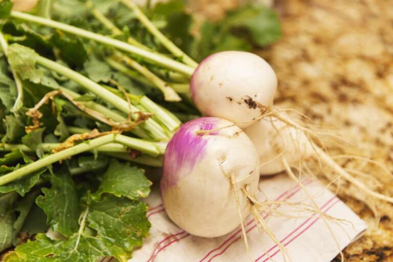 Turnips vs. Swedes - The Key Differences