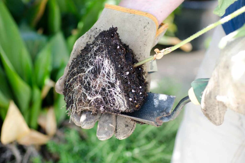 Root-Bound Plants: How to Spot and Fix Them