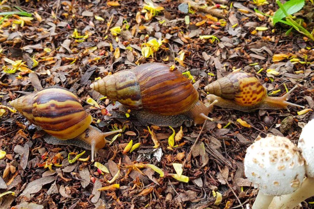Common Mistakes in Snail Control in Your Garden