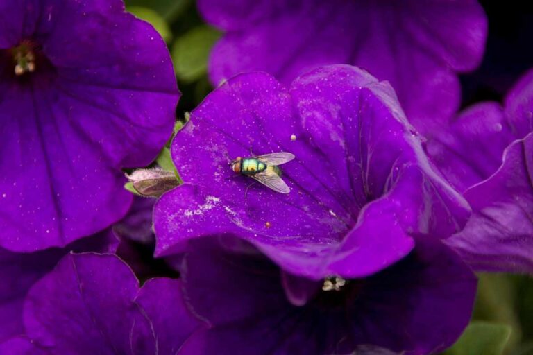 How to Make Petunias Bushier: Tips & Tricks