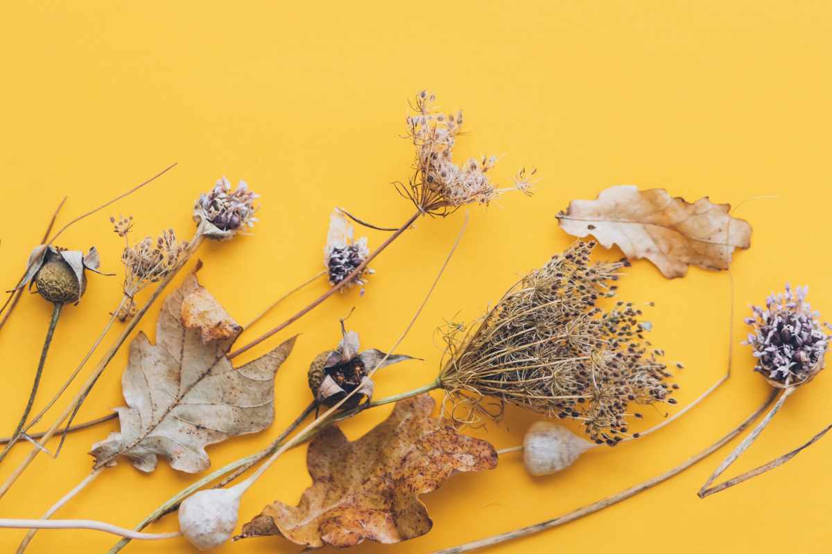 6 Best Herbs to Plant in the Fall