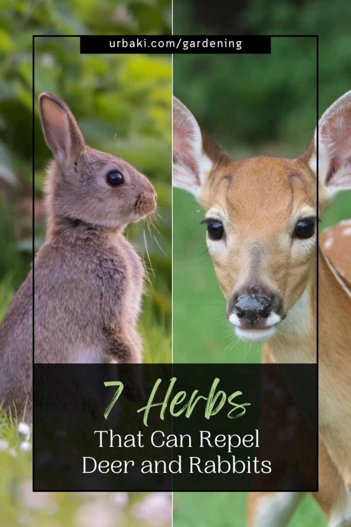 7 Herbs That Can Repel Deer and Rabbits