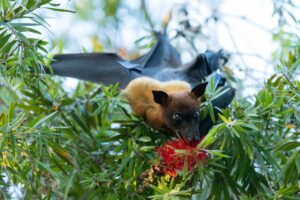 Attracting Bats: Natural Pest Control for Your Garden