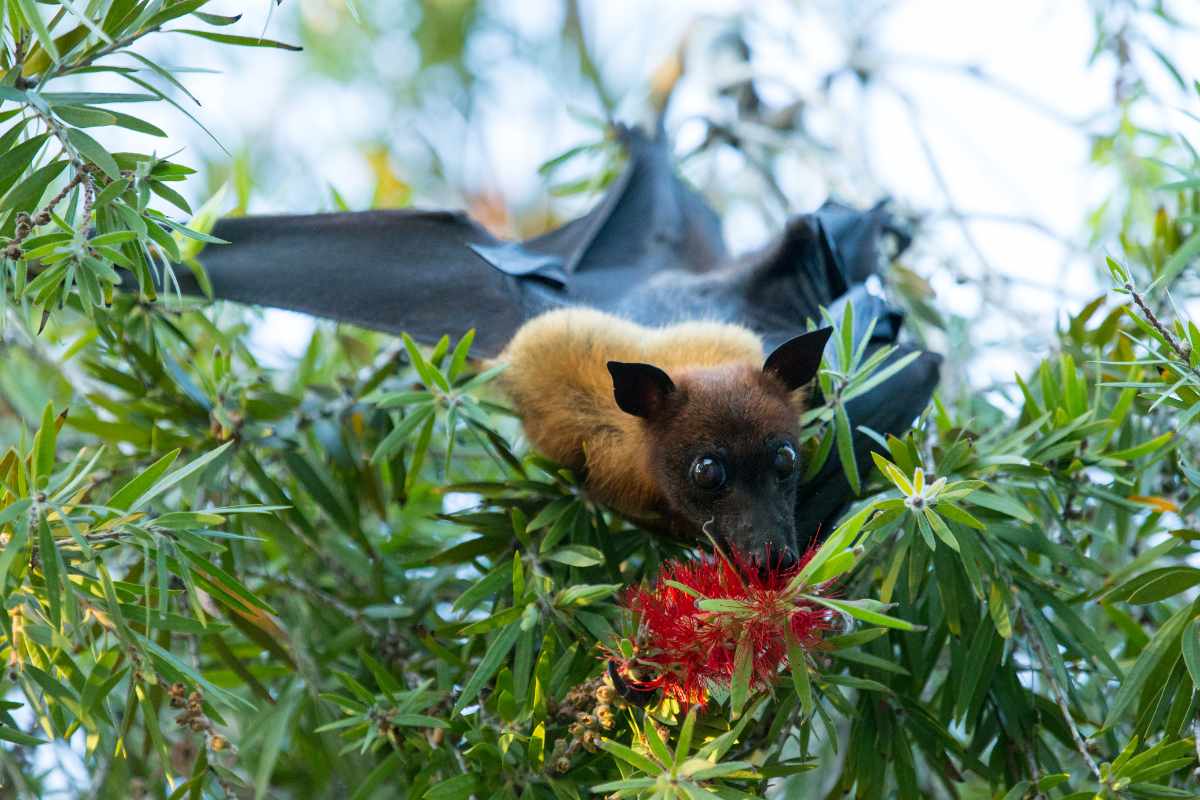 Attracting Bats: Natural Pest Control for Your Garden
