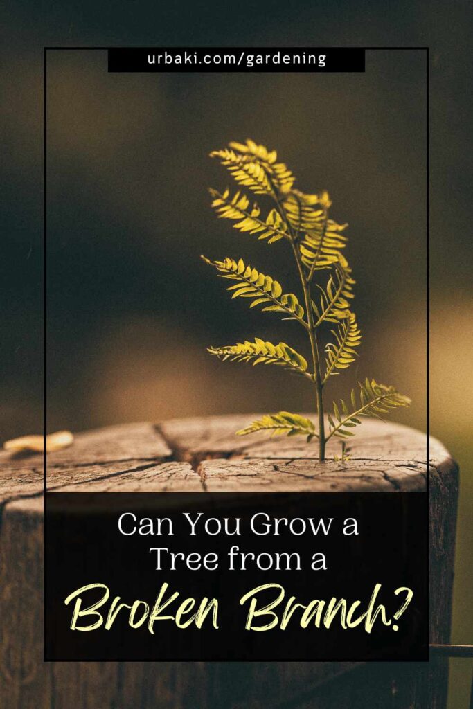 Can You Grow a Tree from a Broken Branch?