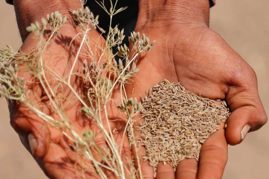 How to Grow Cumin Plants at Home