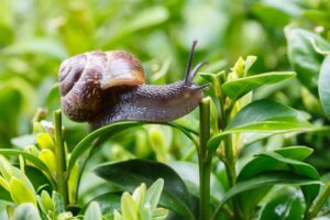 Common Mistakes in Snail Control in Your Garden