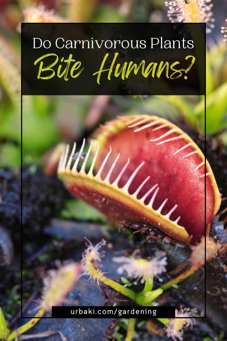 Do Carnivorous Plants Bite Humans?