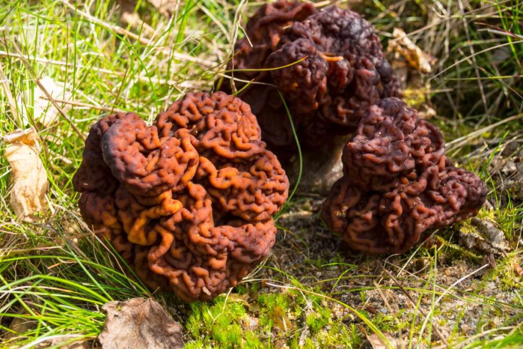 Morel Look-Alikes: How to Spot False Morel Mushrooms