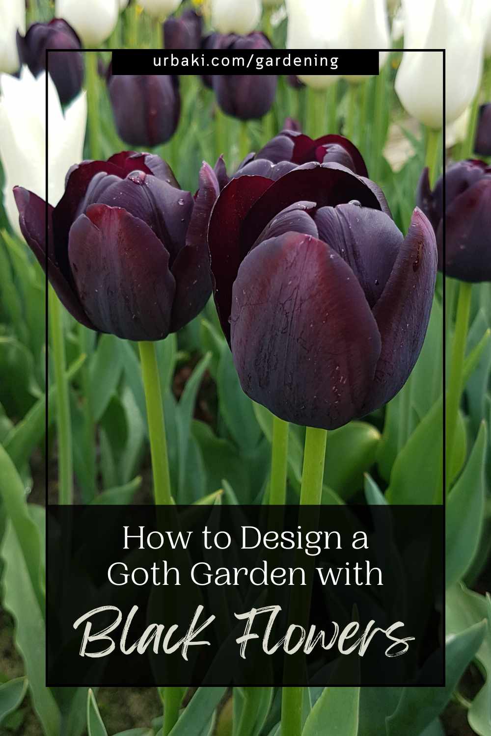 How to Design a Goth Garden with Black Flowers
