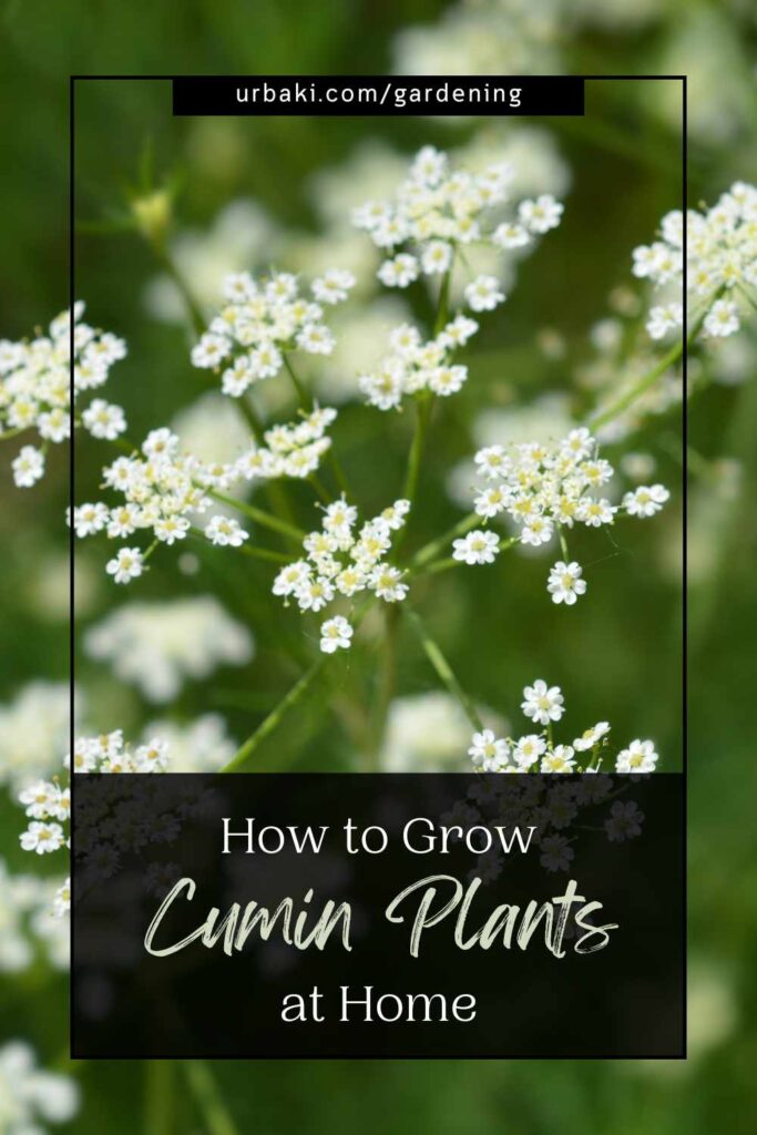 How to Grow Cumin Plants at Home