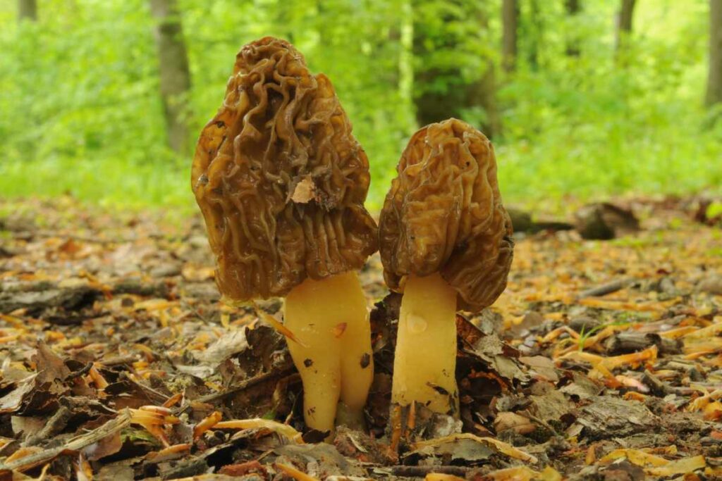 Morel Look-Alikes: How to Spot False Morel Mushrooms
