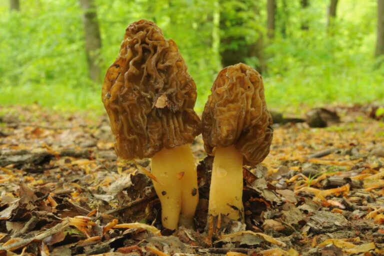 Morel Look-Alikes: How to Spot False Morel Mushrooms