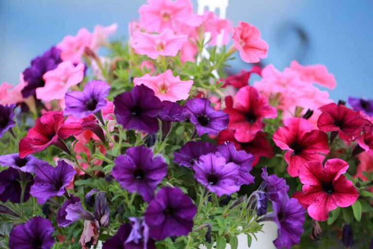 How to Make Petunias Bushier: Tips & Tricks