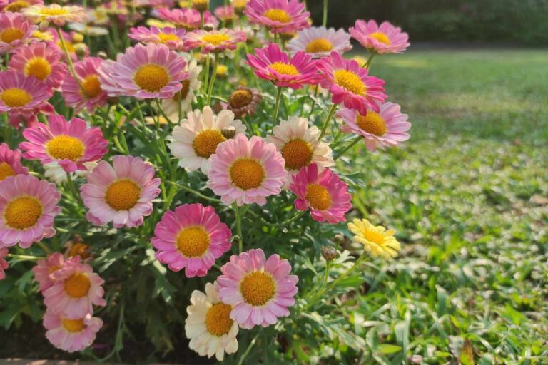 Growing Marguerite Daisy + Care Tips
