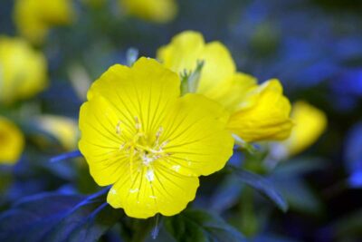 The Magic of Night Gardening: Why You Should Try It