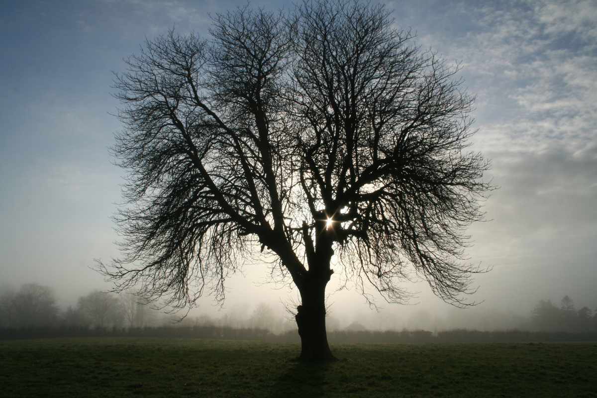 The Spookiest Trees for a Hauntingly Beautiful Garden