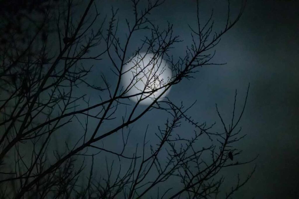 The Spookiest Trees for a Hauntingly Beautiful Garden