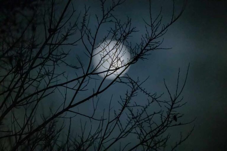 The Spookiest Trees for a Hauntingly Beautiful Garden