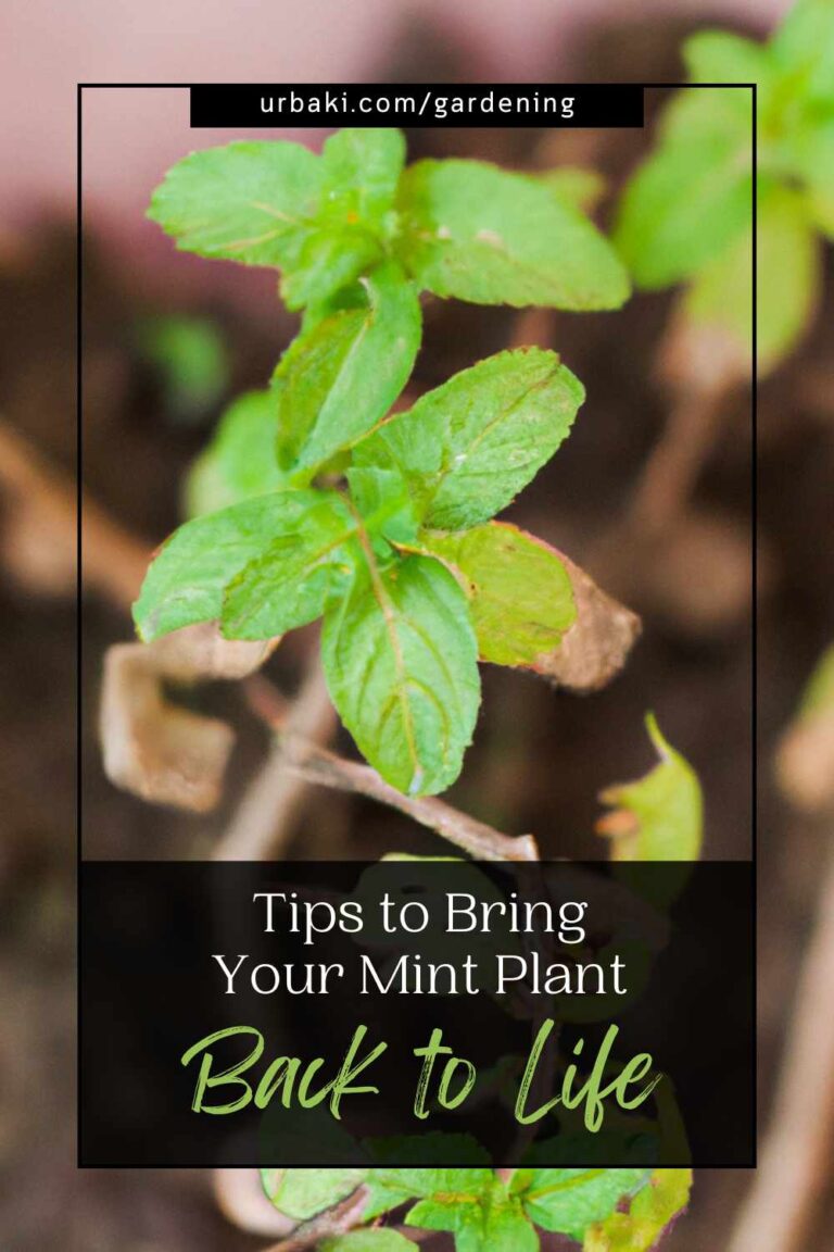 Tips to Bring Your Mint Plant Back to Life