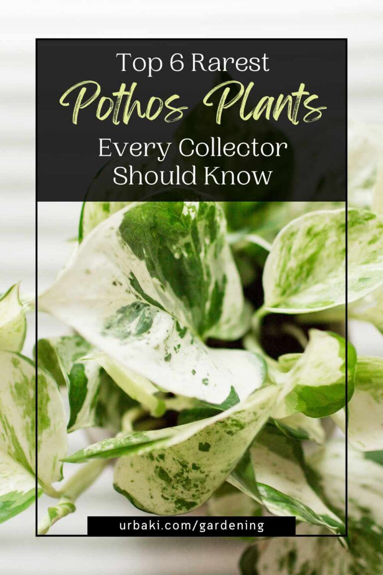 Top 6 Rarest Pothos Plants Every Collector Should Know