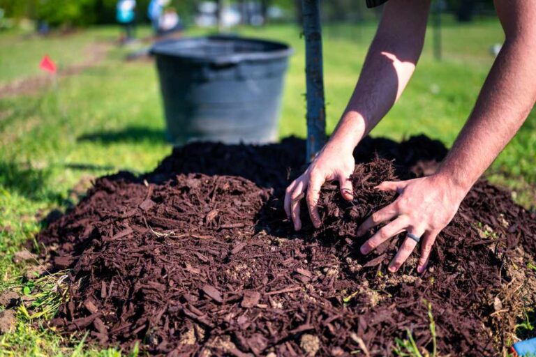 Why Mulching is Essential for Tree Health