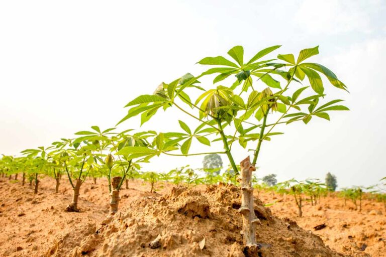 Everything You Need to Know About Growing Cassava